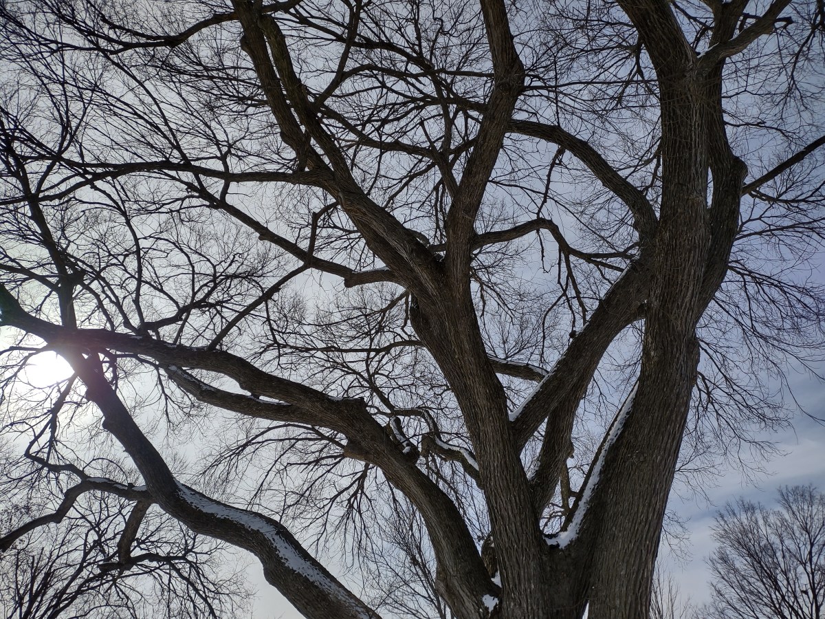 Farewell, Tree – Nick Enlowe